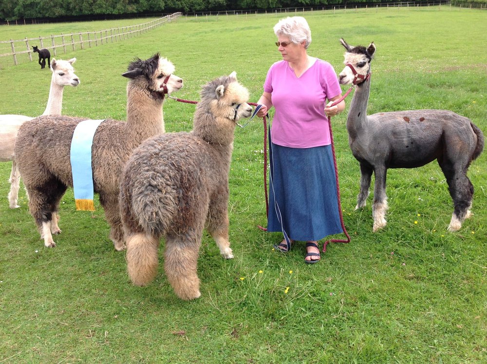 Stoke Wood Alpacas, Taunton, Somerset UK