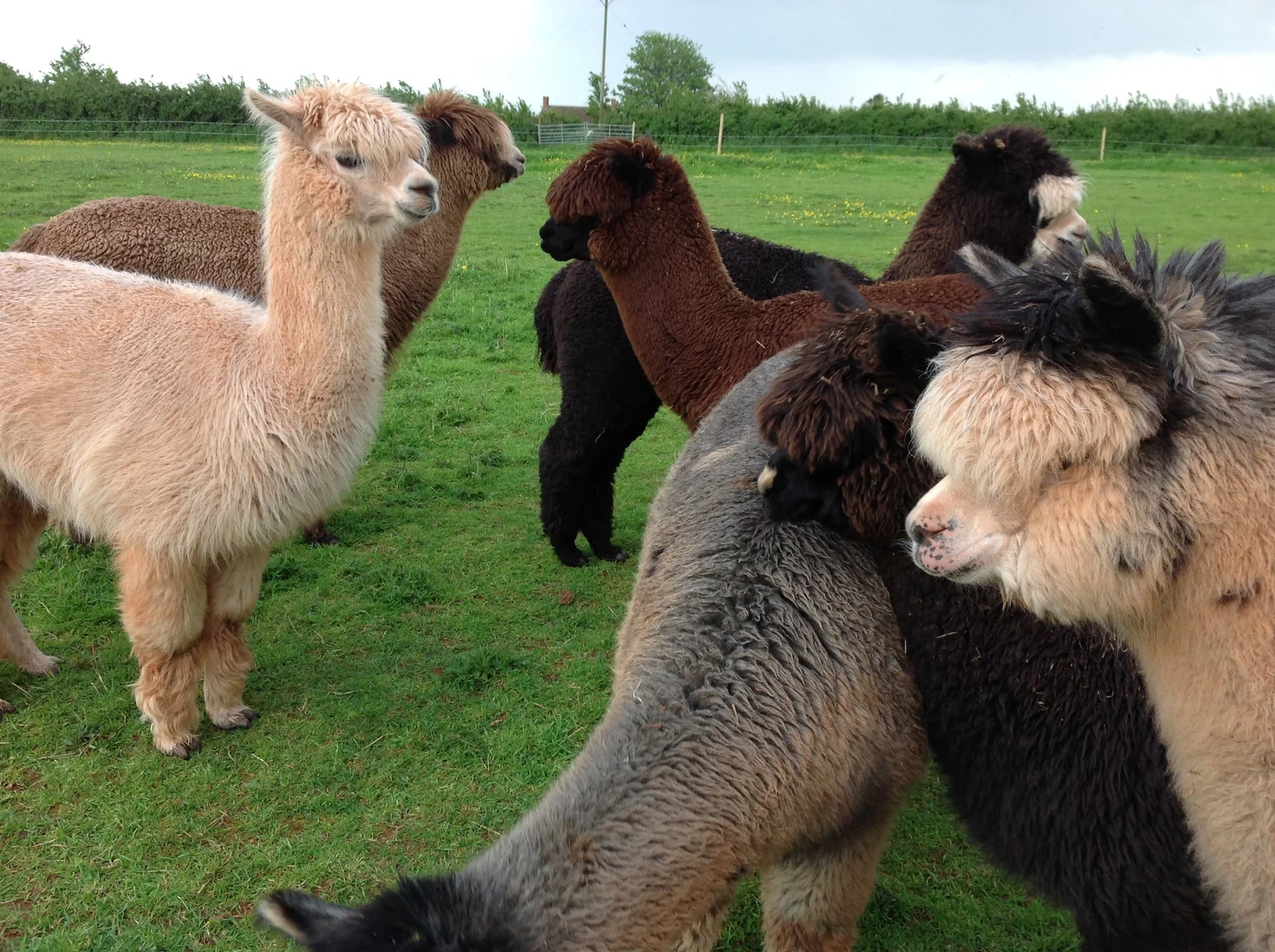 About — Stoke Wood Alpacas, Taunton, Somerset