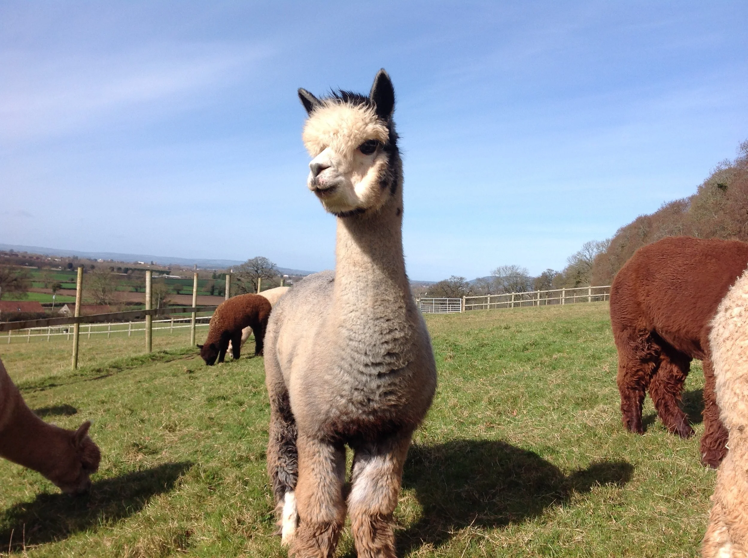 Our alpacas in pictures — Stoke Wood Alpacas, Taunton, Somerset