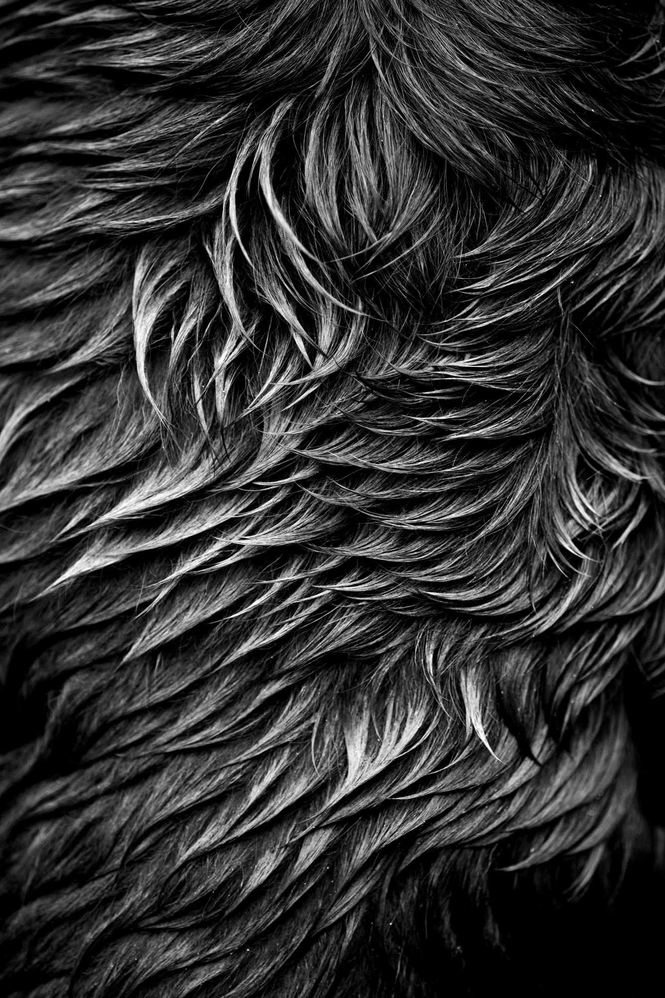 Zen — jeremy barnard photography