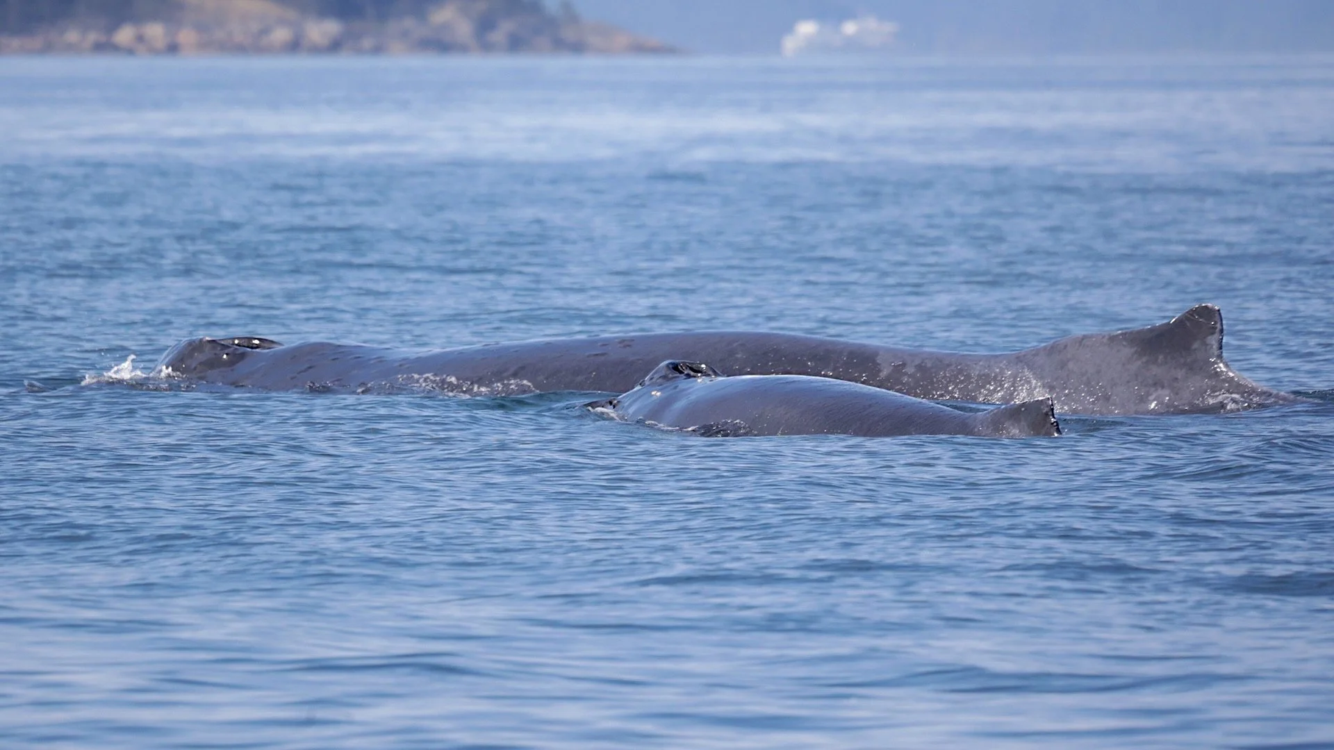 Famous Humpback “Big Mama” Returns to Salish Sea with Eighth Calf ...