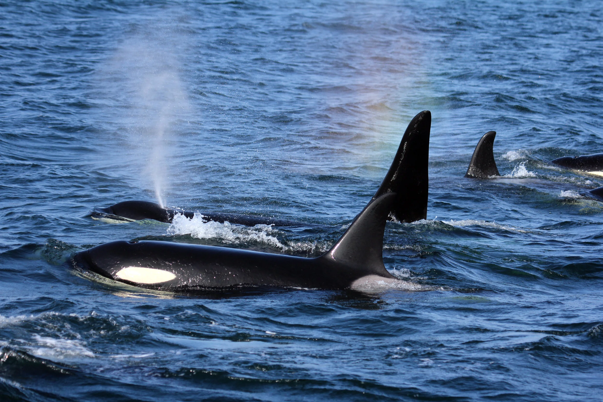Pacific Whale Watch Association
