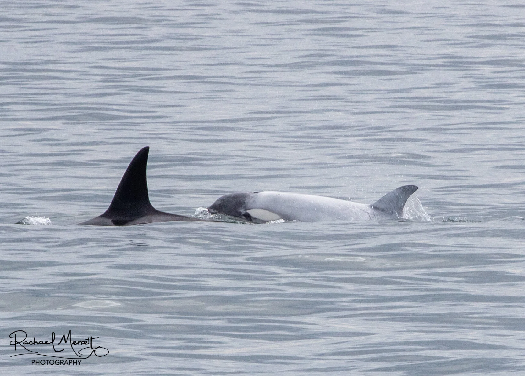 Media — Pacific Whale Watch Association