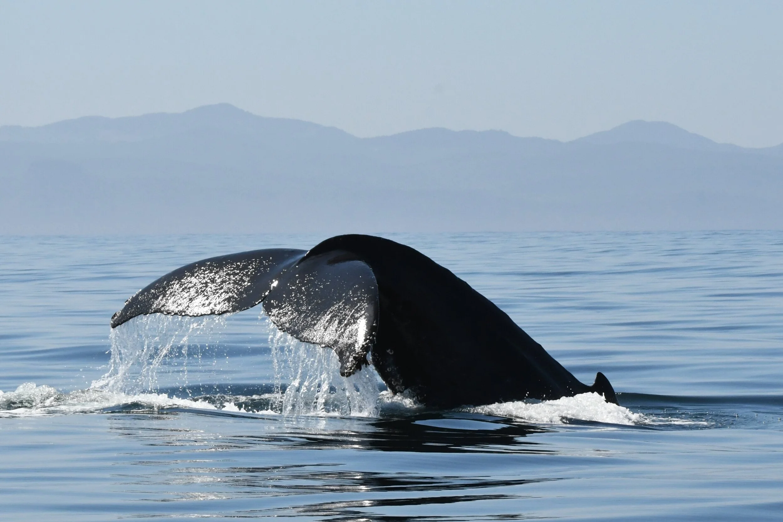 Cetaceans — Pacific Whale Watch Association