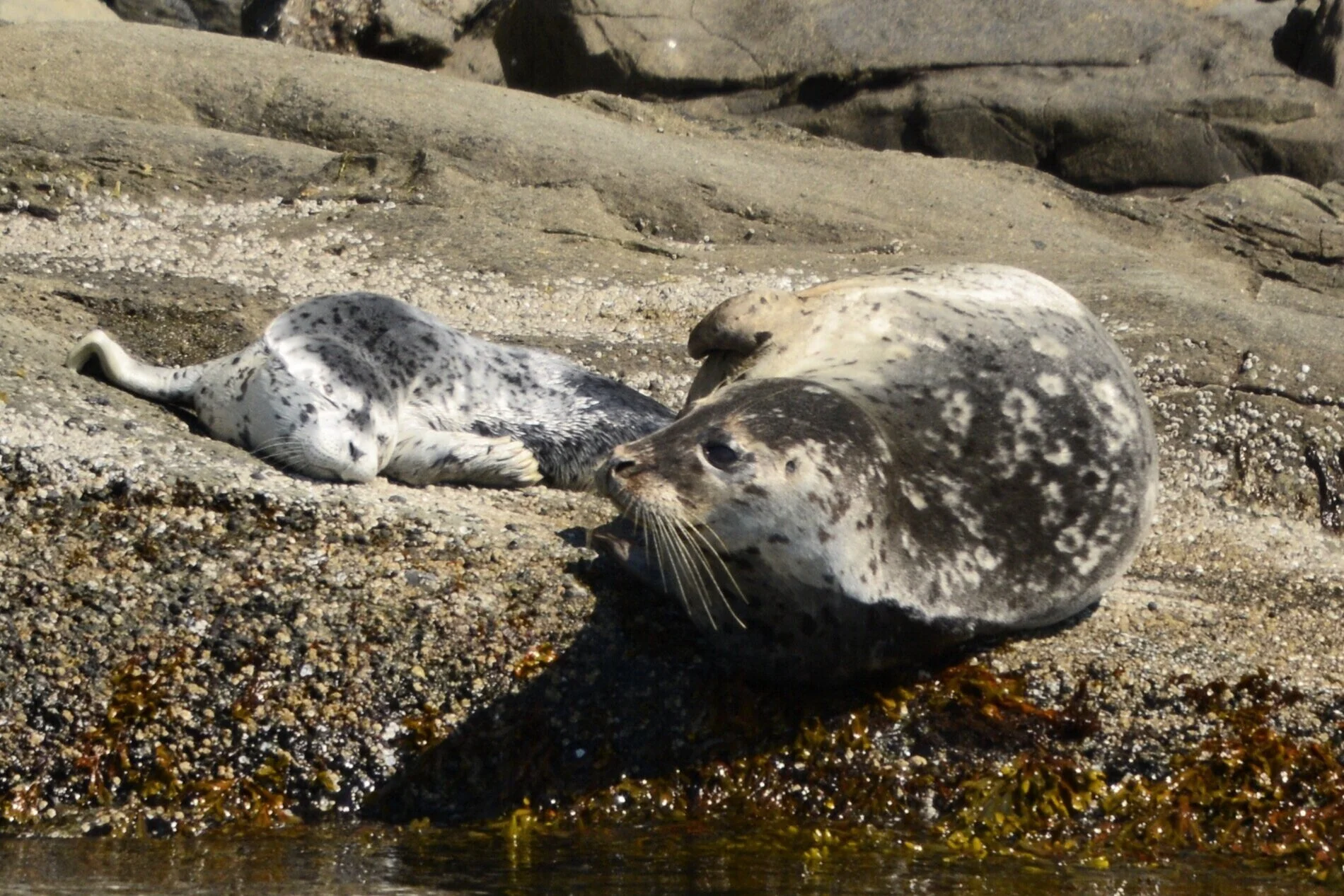 Other Marine Mammals — Pacific Whale Watch Association