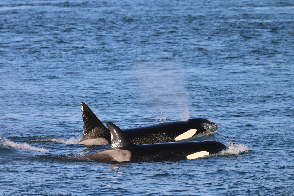 Whale Watching Guidelines — Pacific Whale Watch Association