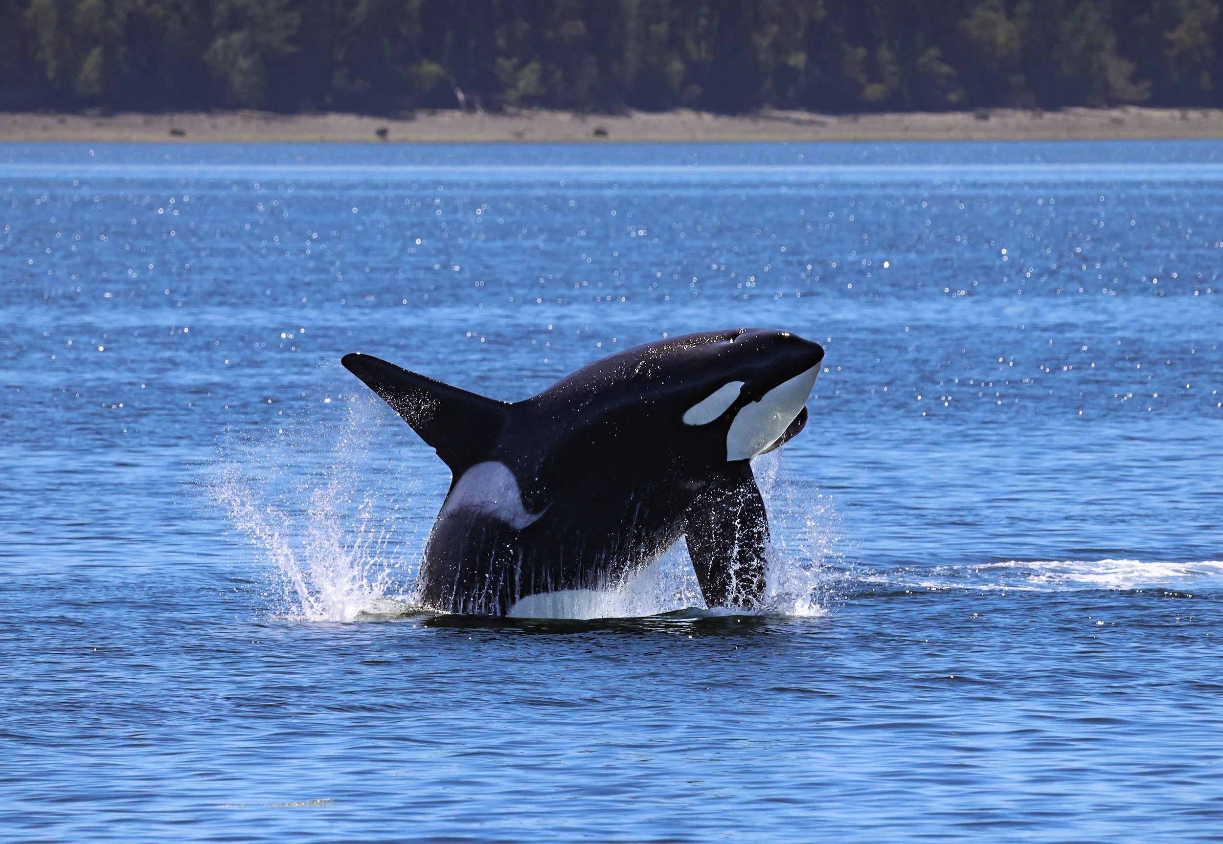 BIGG’S KILLER WHALE SIGHTINGS UP IN 2024 — Pacific Whale Watch Association