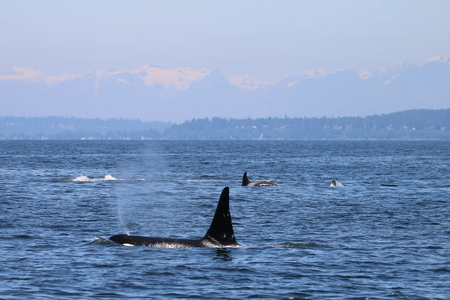 Southern Resident Killer Whales — Pacific Whale Watch Association