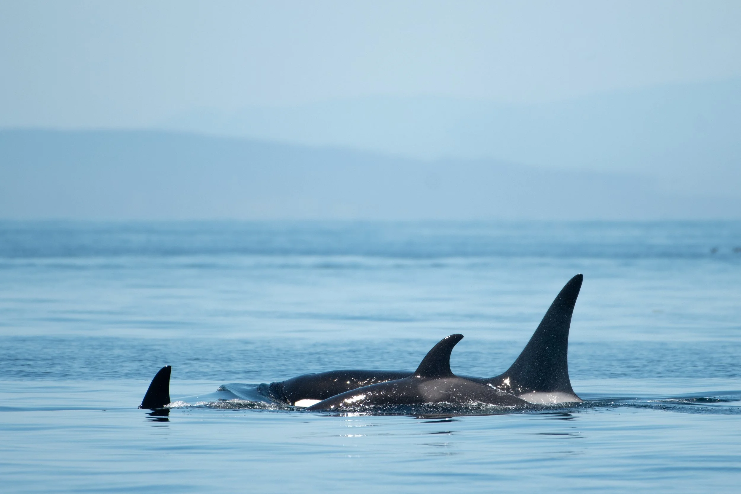 BIGG’S KILLER WHALE SIGHTINGS UP IN 2024 — Pacific Whale Watch Association