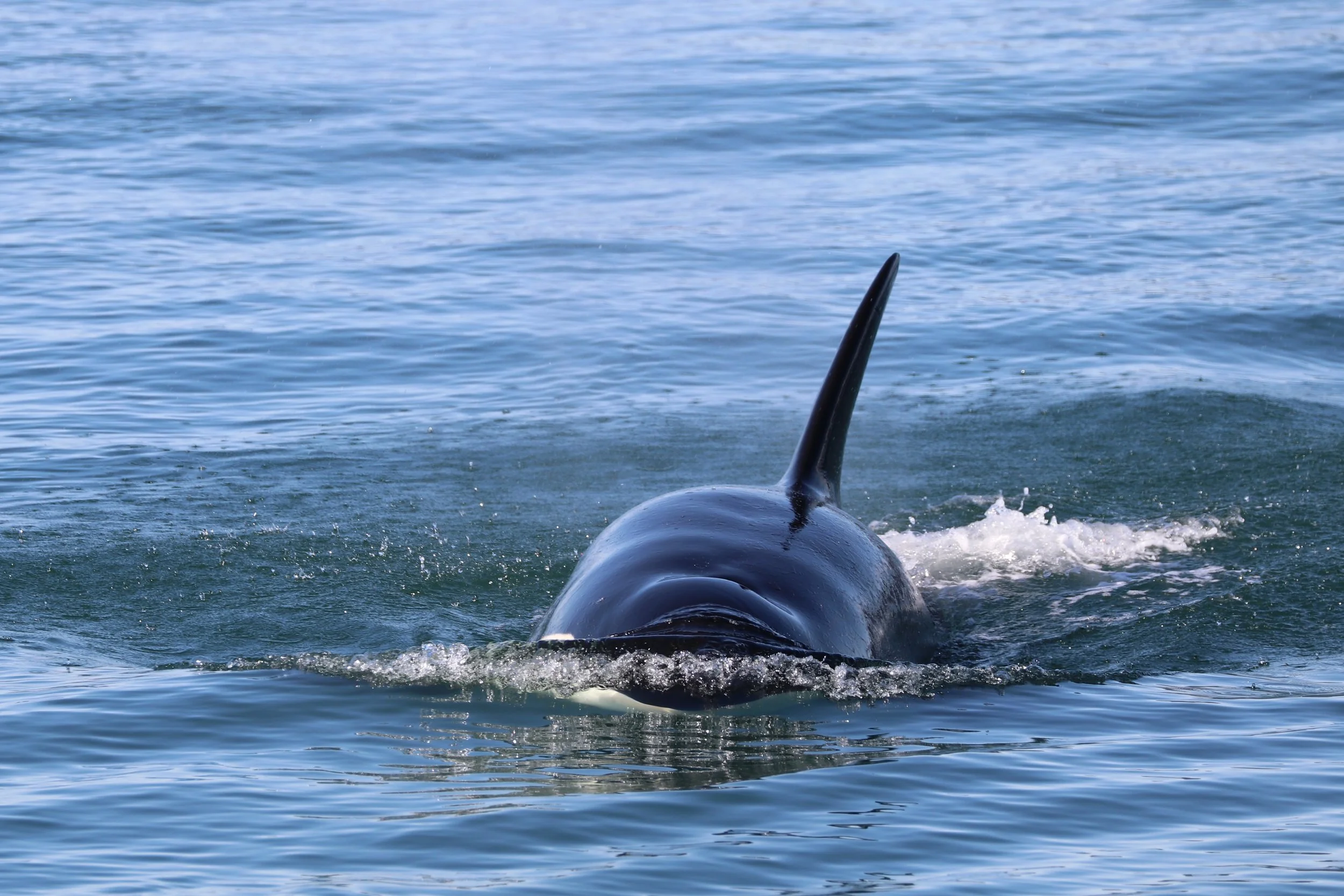 70+ Bigg's Killer Whales Seen in Salish Sea Thursday, New Single-Day ...