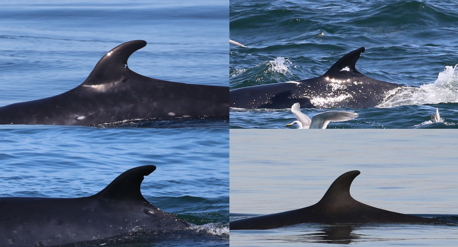 Whale Identification — Pacific Whale Watch Association