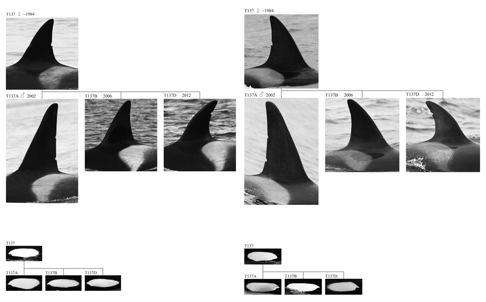 Whale Identification — Pacific Whale Watch Association