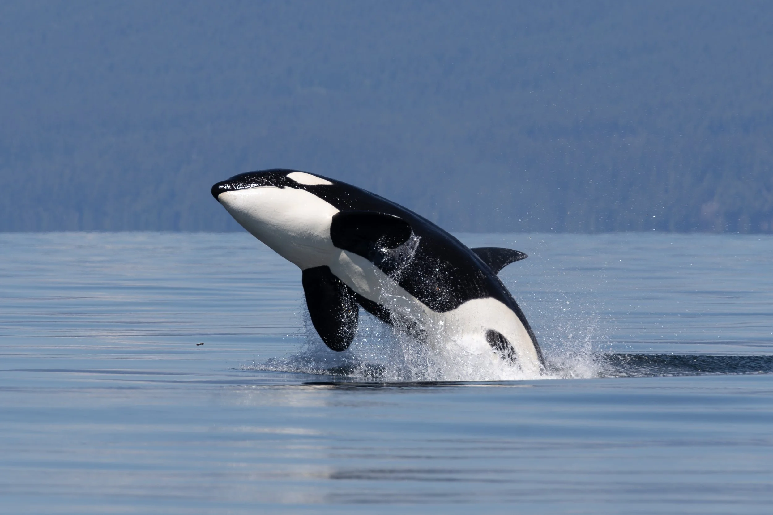 BIGG’S KILLER WHALE SIGHTINGS UP IN 2024 — Pacific Whale Watch Association