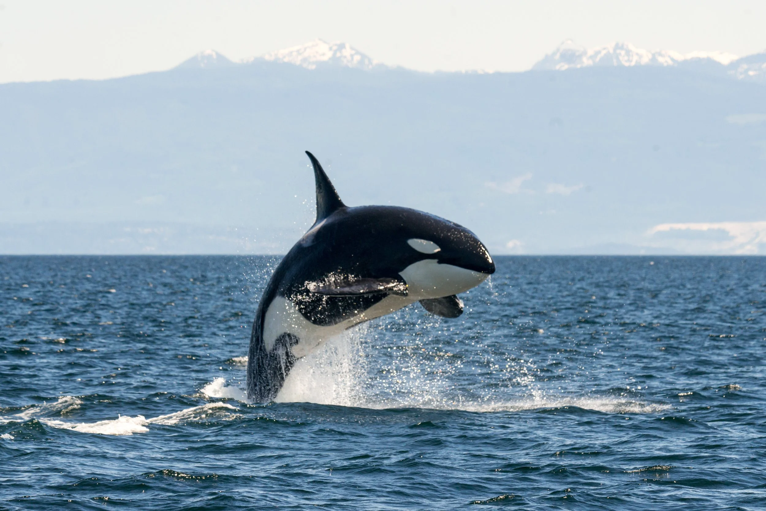 Media — Pacific Whale Watch Association