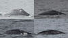 Whale Identification — Pacific Whale Watch Association