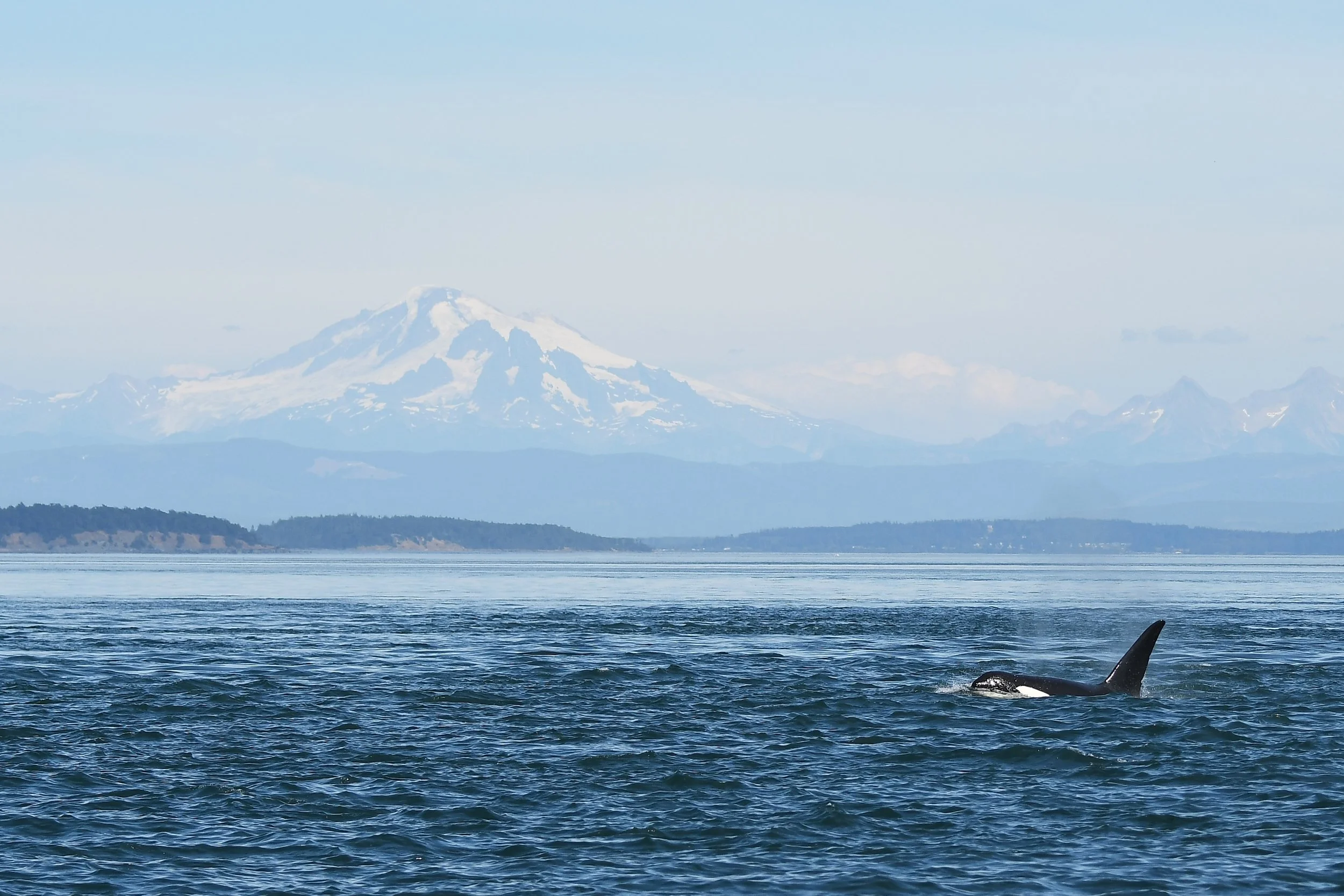 Salish Sea Wildlife — Pacific Whale Watch Association