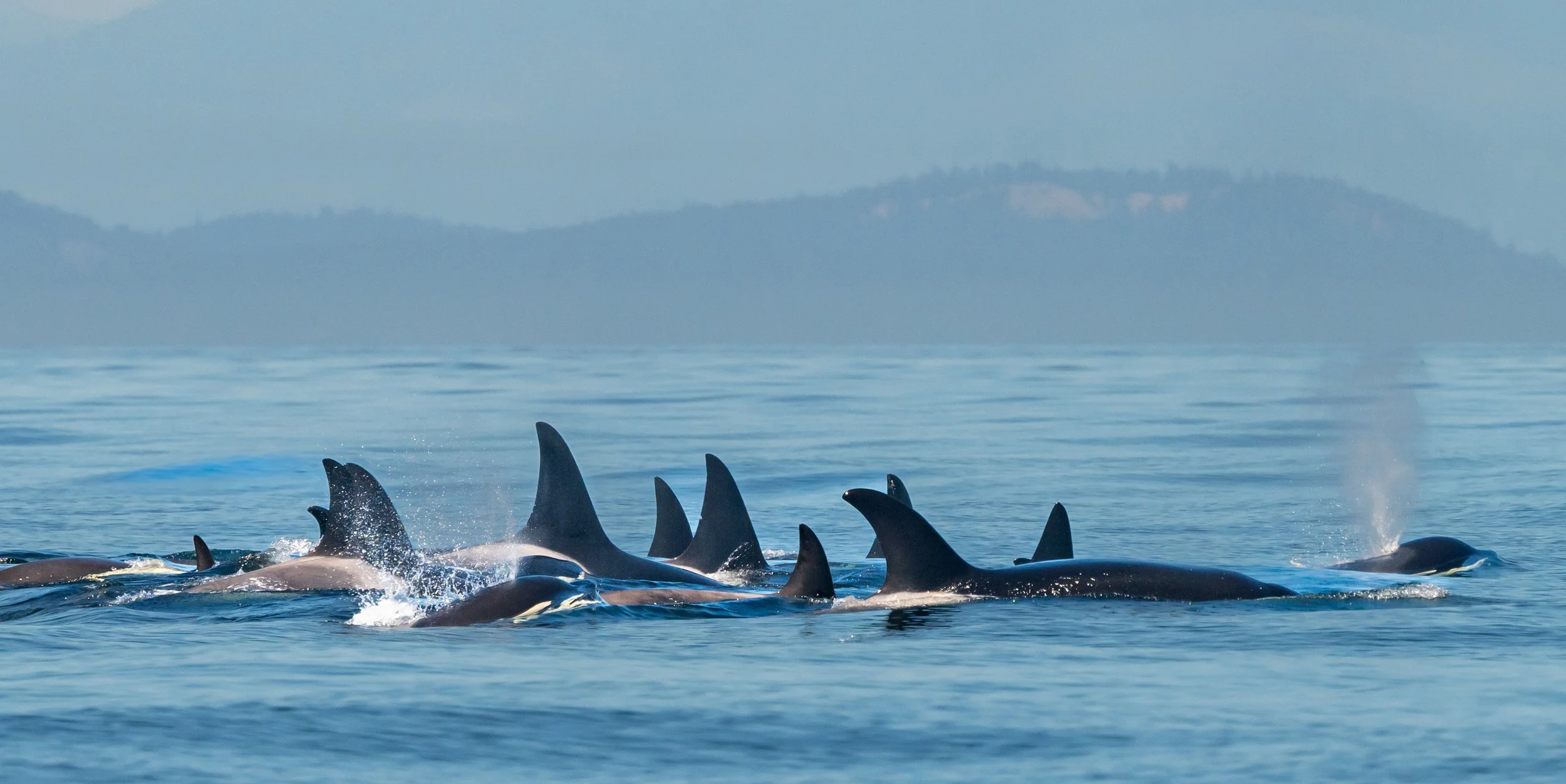 BIGG’S KILLER WHALE SIGHTINGS UP IN 2024 — Pacific Whale Watch Association