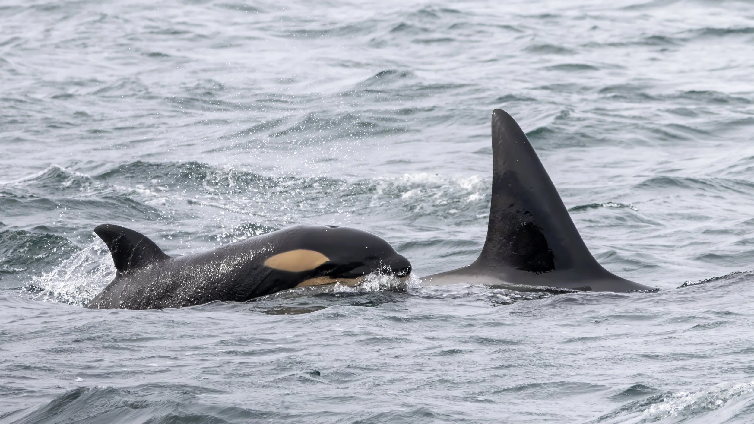 New Calf Born to Descendant of Last Orca Captured in Salish Sea ...