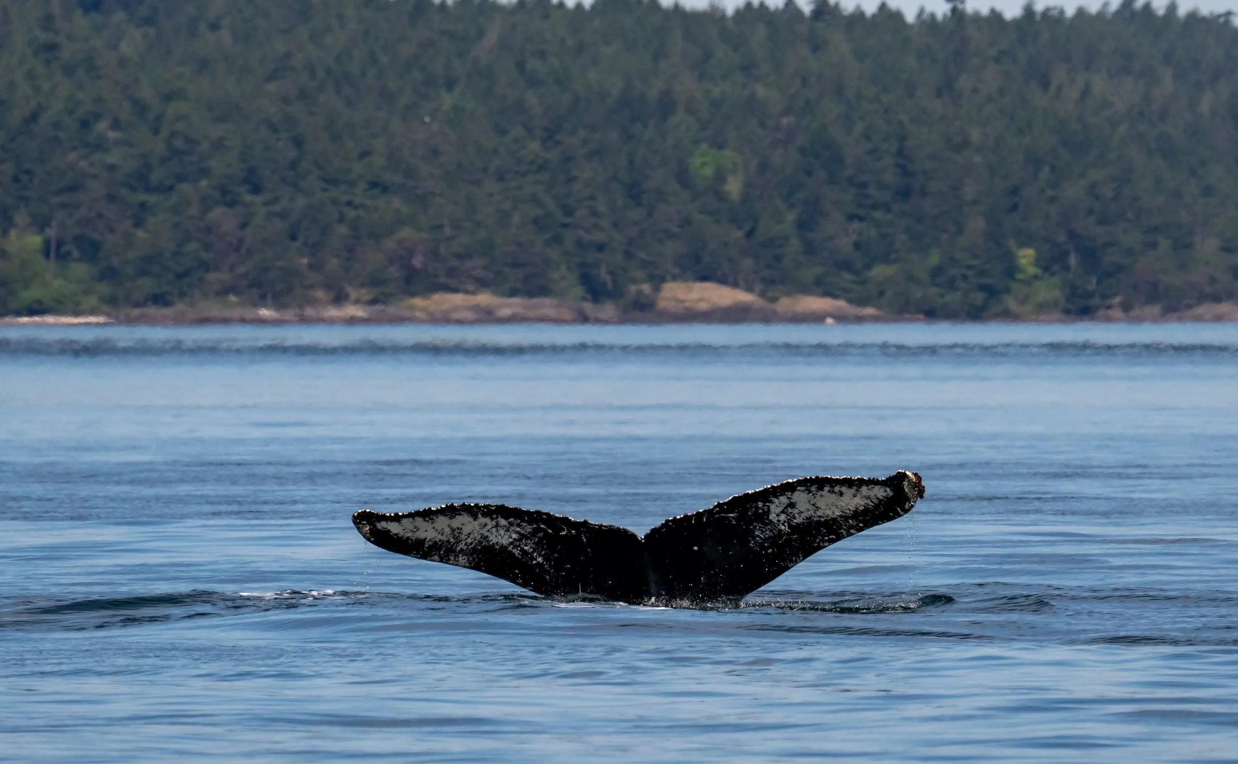 She’s Back! Famous Humpback Whale “Big Mama” Returns to Salish Sea ...