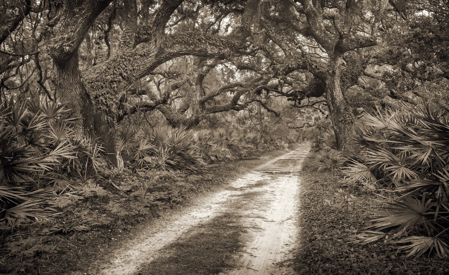 Ben Ham Images — Beach Road