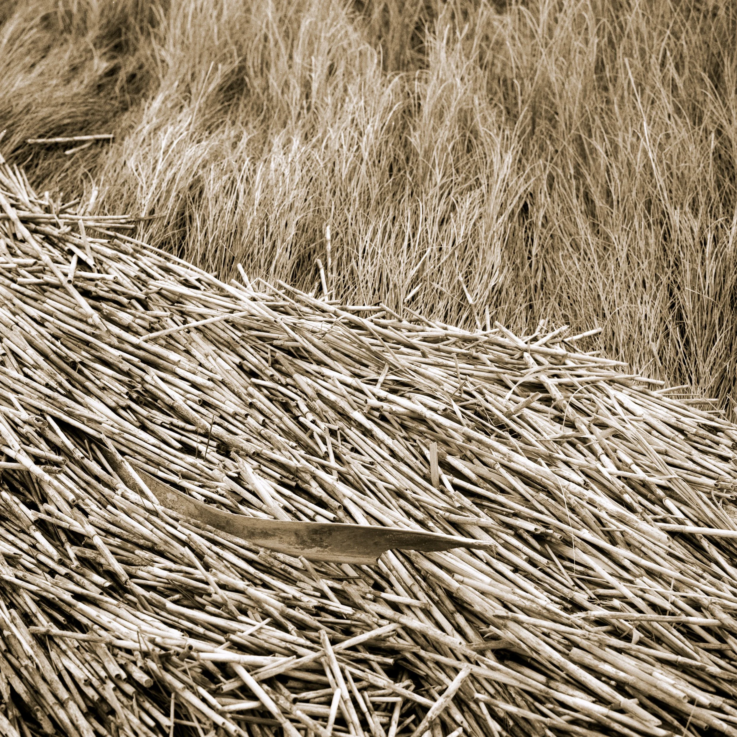 Ben Ham Images — Reeds