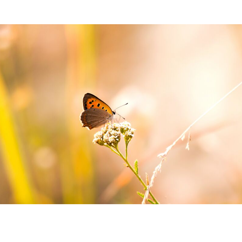 The Self-Care Struggle — The Belief Coach