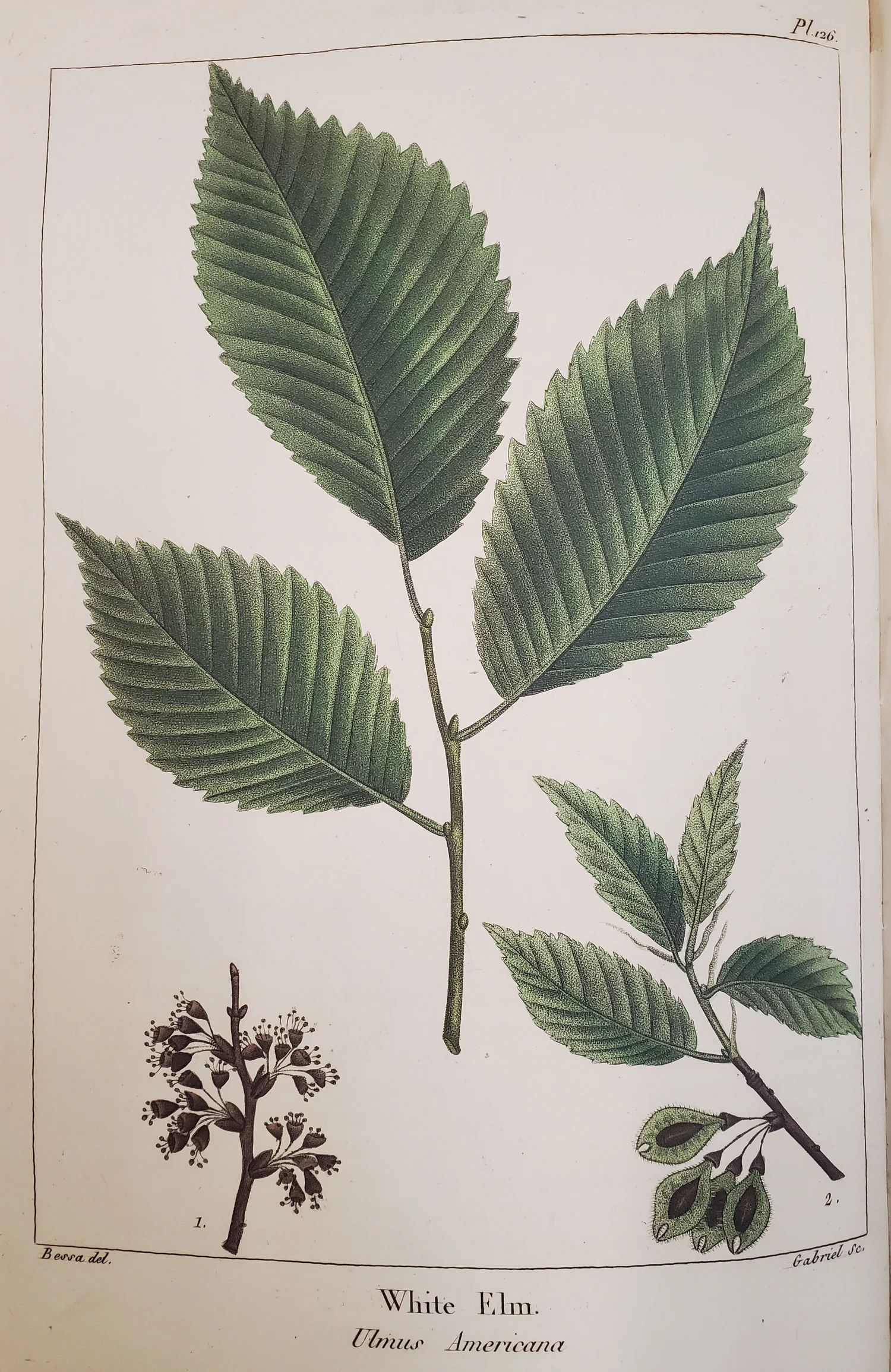 The American Elm: The Story of a Historic Tree — Woodstock History Center