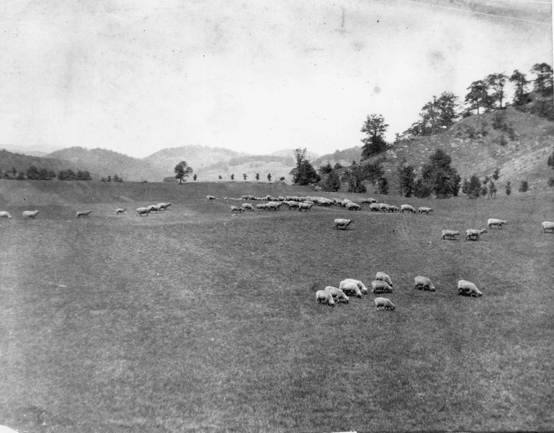 Merinos and Vermont's Early Wool Industry — Woodstock History Center