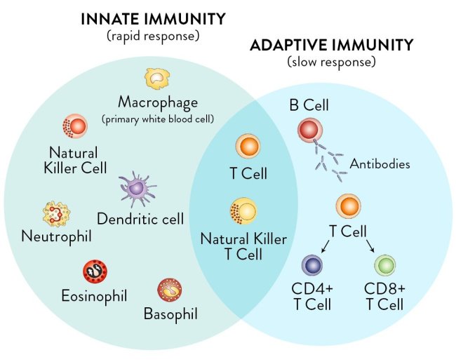 How Your Gut Affects Your Immune System A Symbiotic Relationship