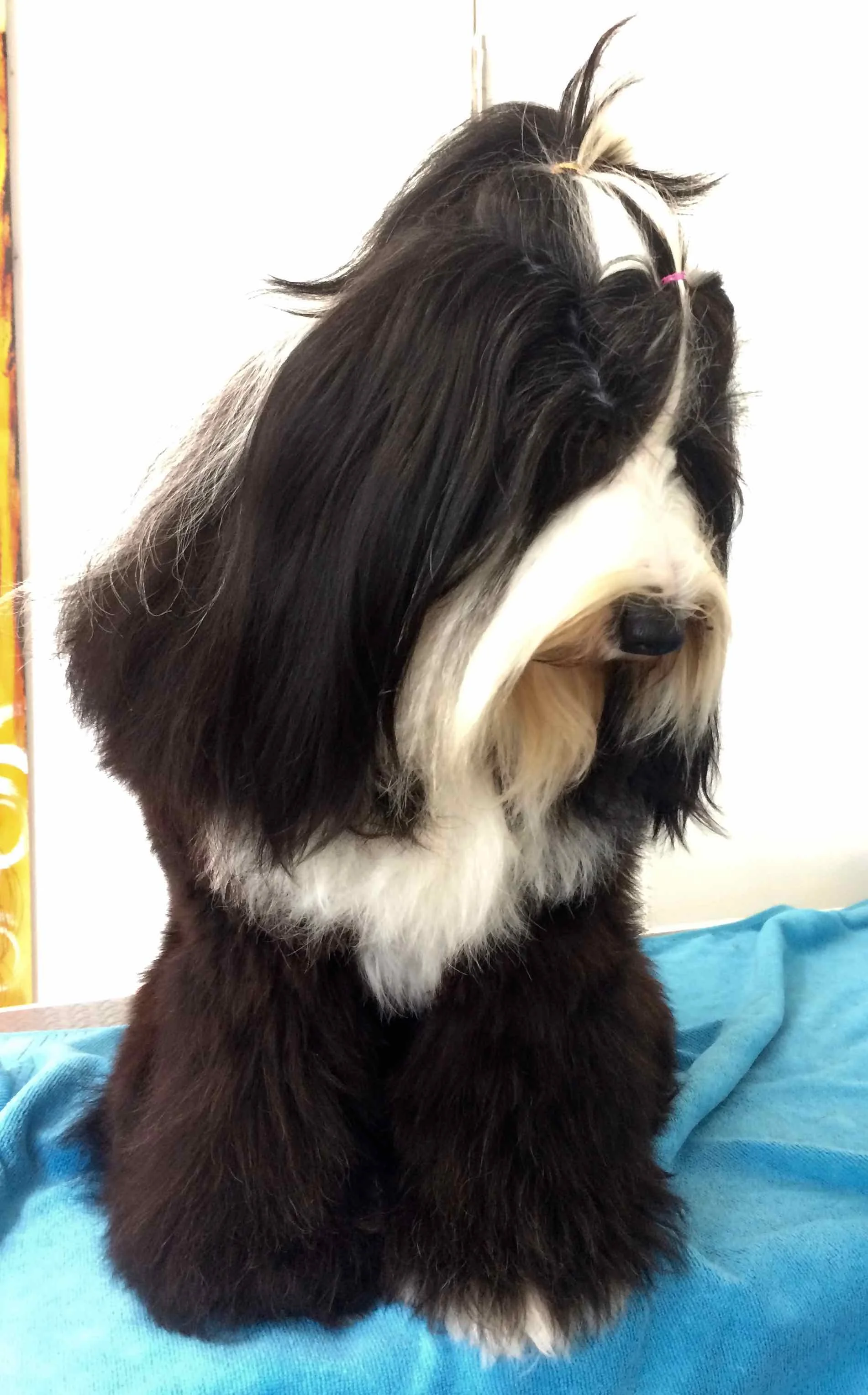 REMI — THE DOG SPA