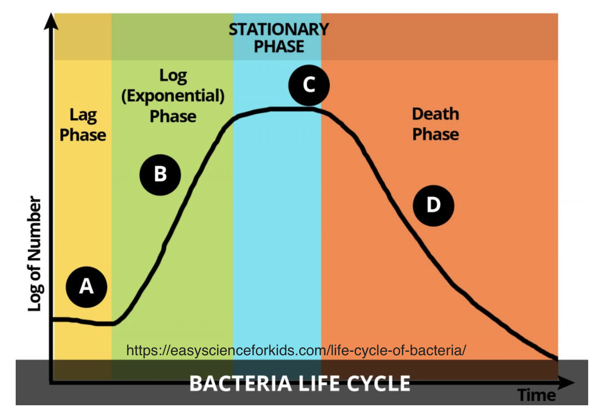 Your Child s Rash Flares And Bacteria Life Cycles Go Hand In Hand Los