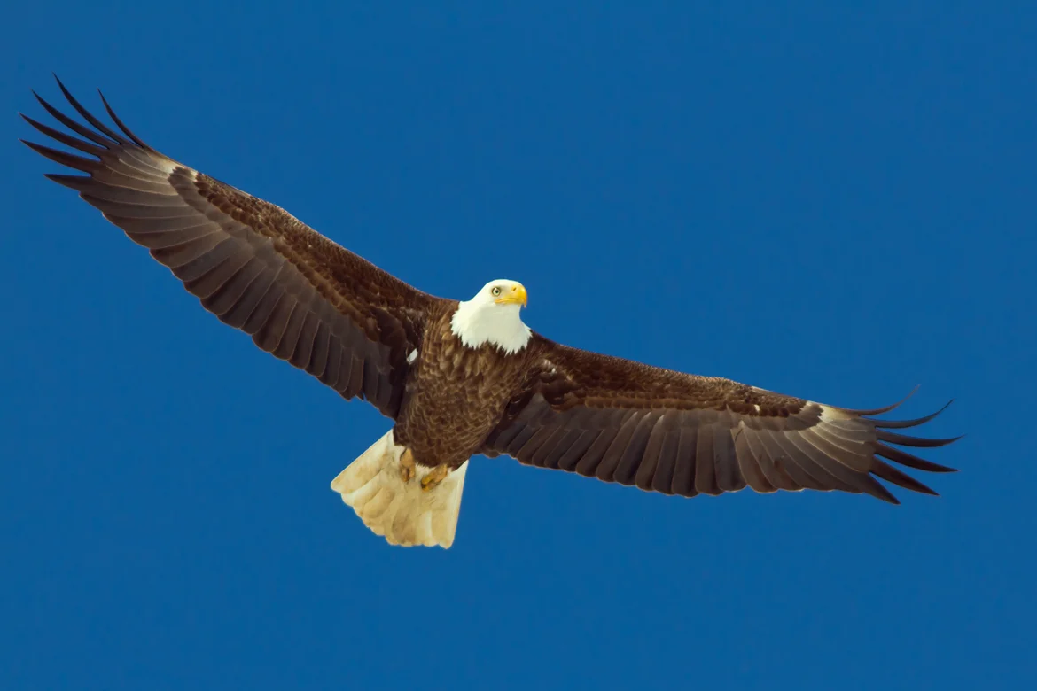 Bald Eagle Nest Monitor Training — Maryland Bird Conservation Partnership Bald Eagle Nest Monitor Training — Maryland Bird Conservation Partnership