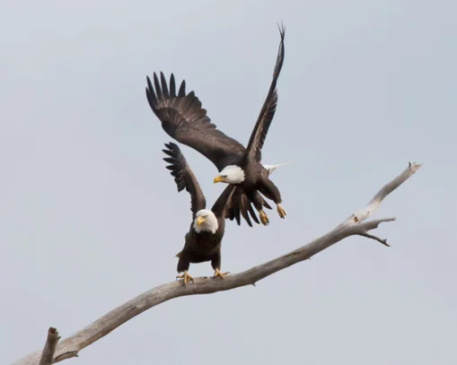 Bald Eagle Biology — Maryland Bird Conservation Partnership Bald Eagle Biology — Maryland Bird Conservation Partnership
