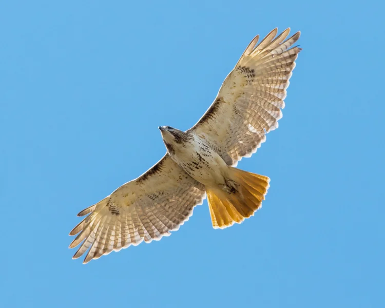 MBCP — How to Identify and Age Bald Eagles