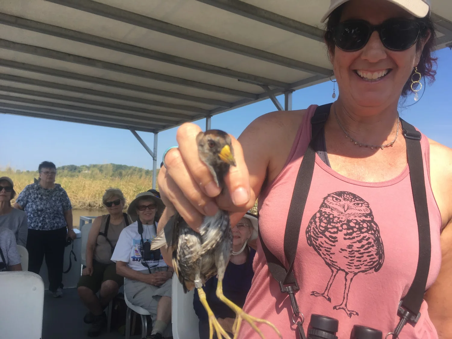The Sora Whisperer: The Hunt for the Elusive Sora Rail — Maryland Bird ...