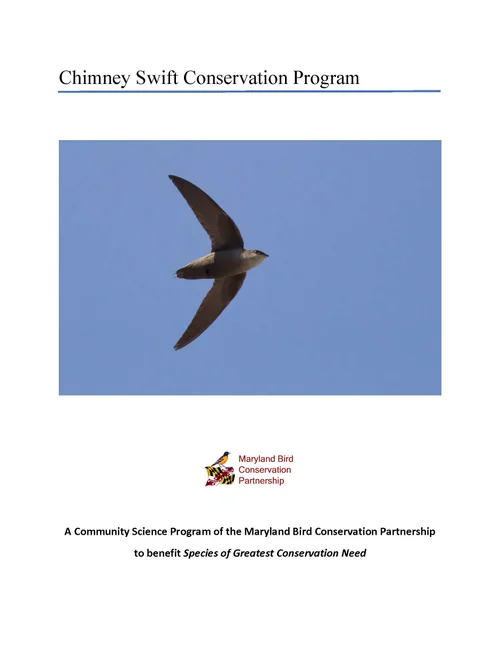 MBCP — Chimney Swifts