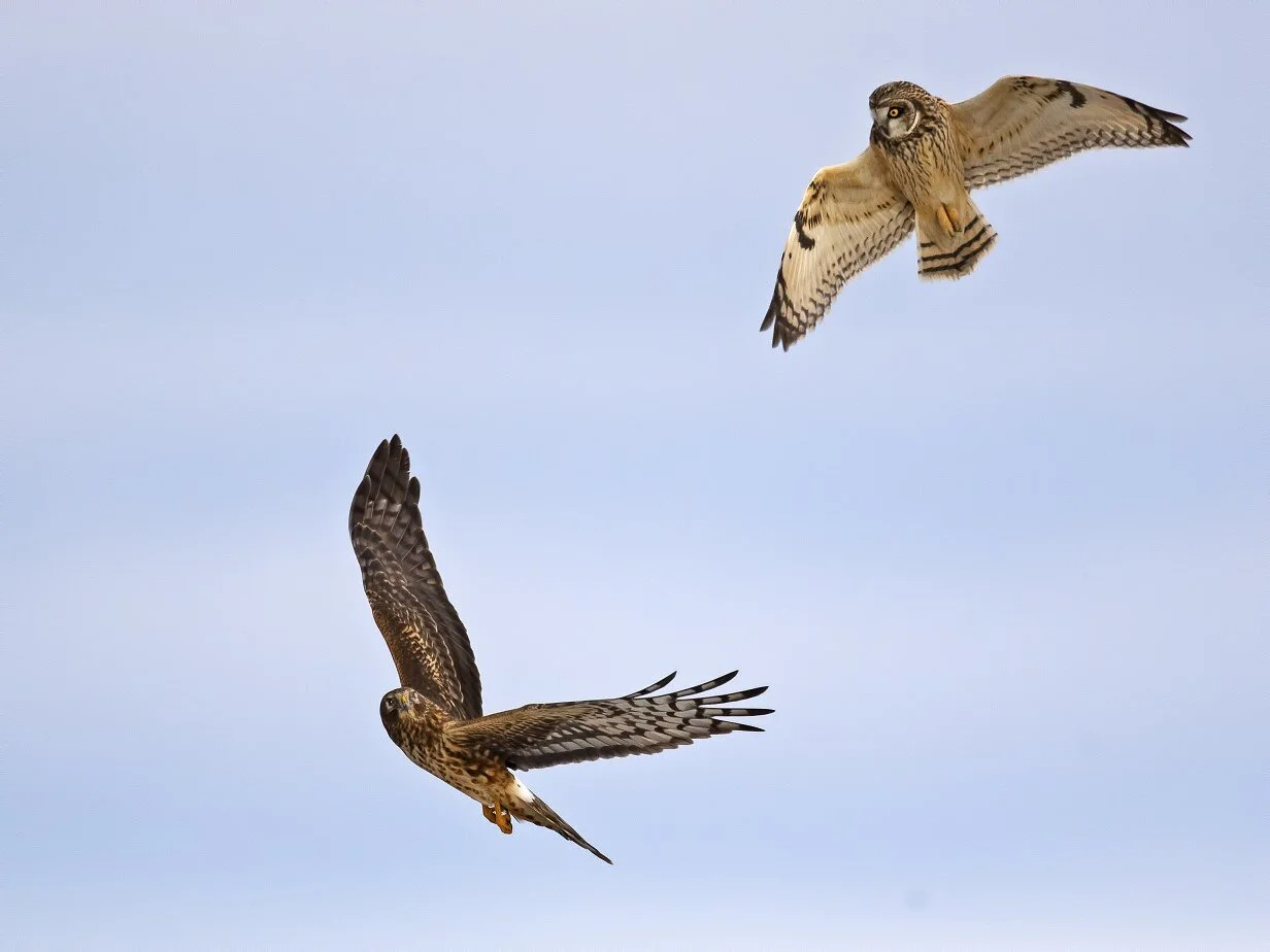 MBCP — Northern Harrier Conservation