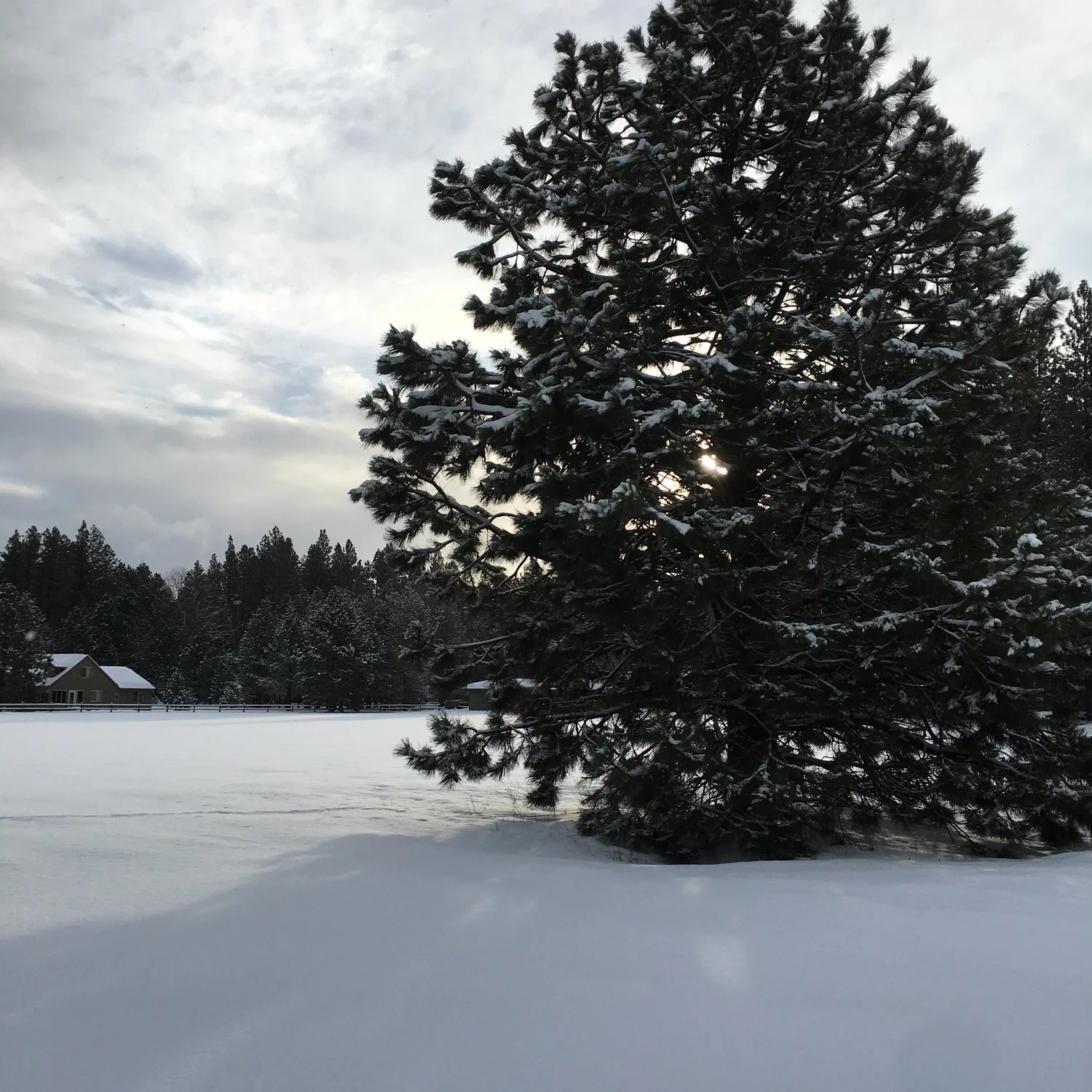 Snow+Walk=Magic. — Blended One