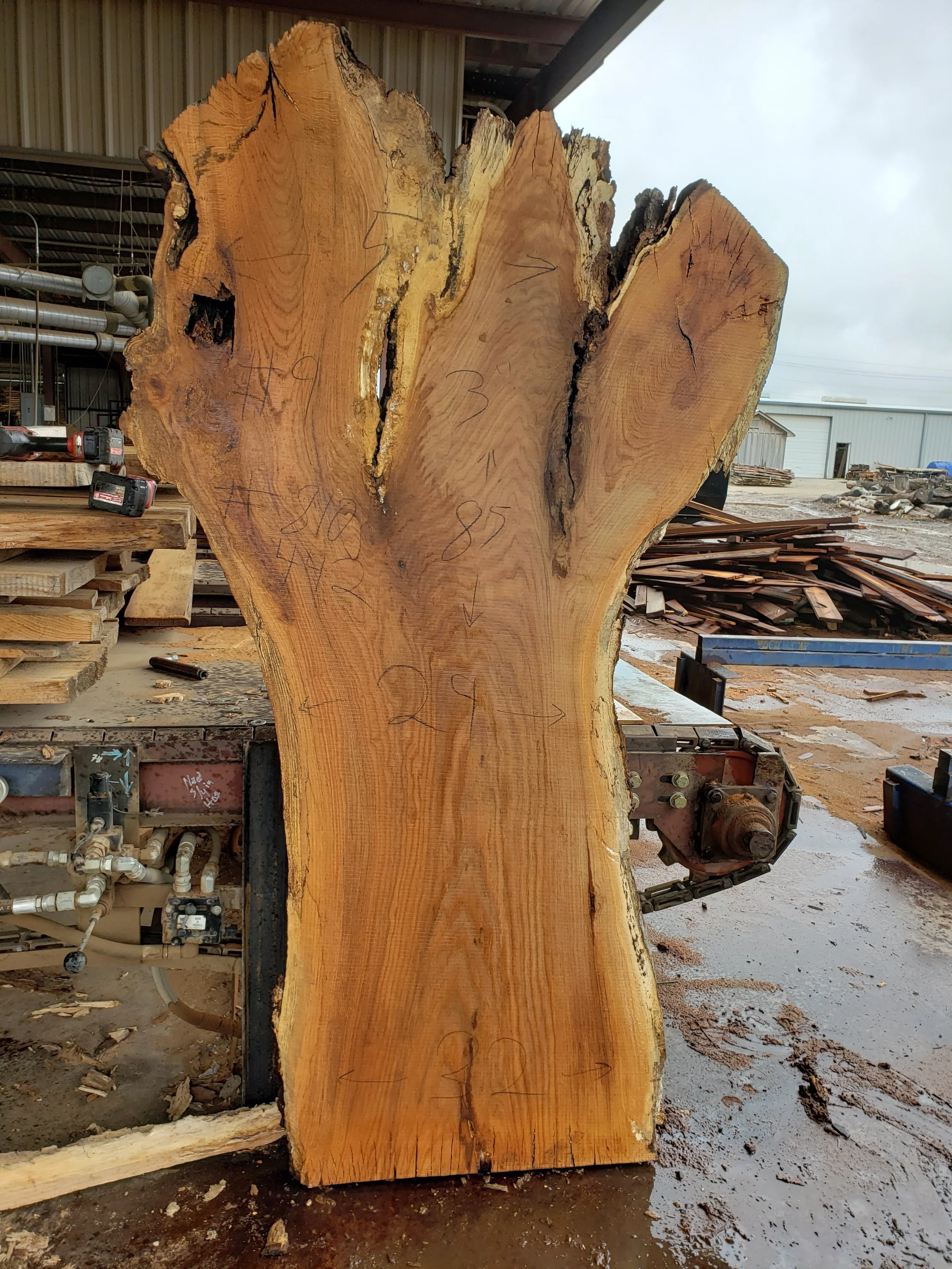 White Oak Slab -810442 -Available — harden SAWMILL