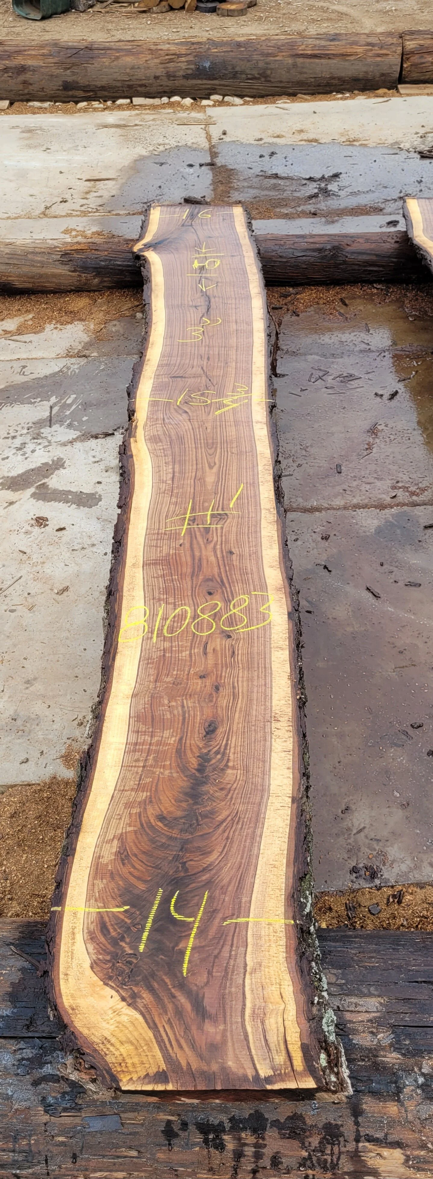 Black Walnut Slabs 2 Available — harden SAWMILL
