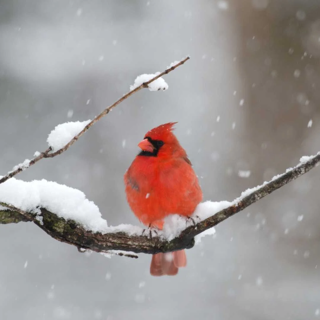 Healing Presence Ministry — Dr. Rhonda Milner Poetry