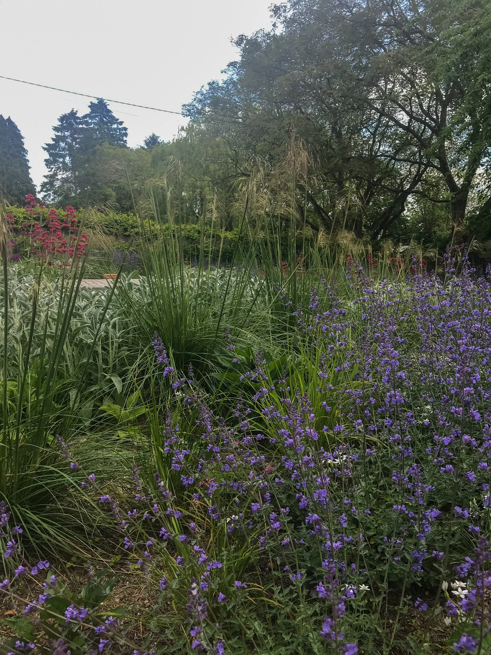 Front Garden | Hardwick, Cambridge — SUPERNATURE GARDEN