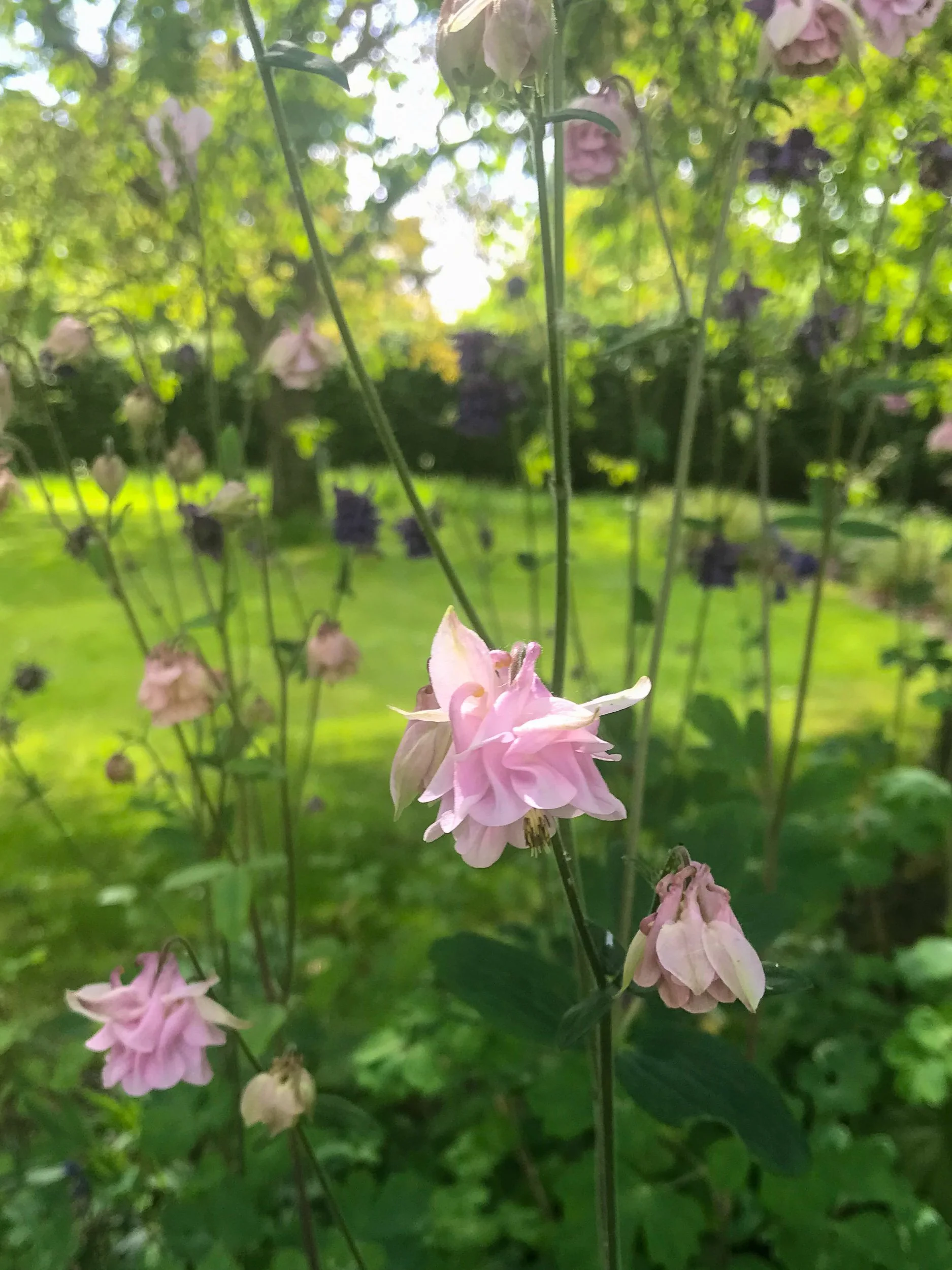 Front Garden | Hardwick, Cambridge — SUPERNATURE GARDEN