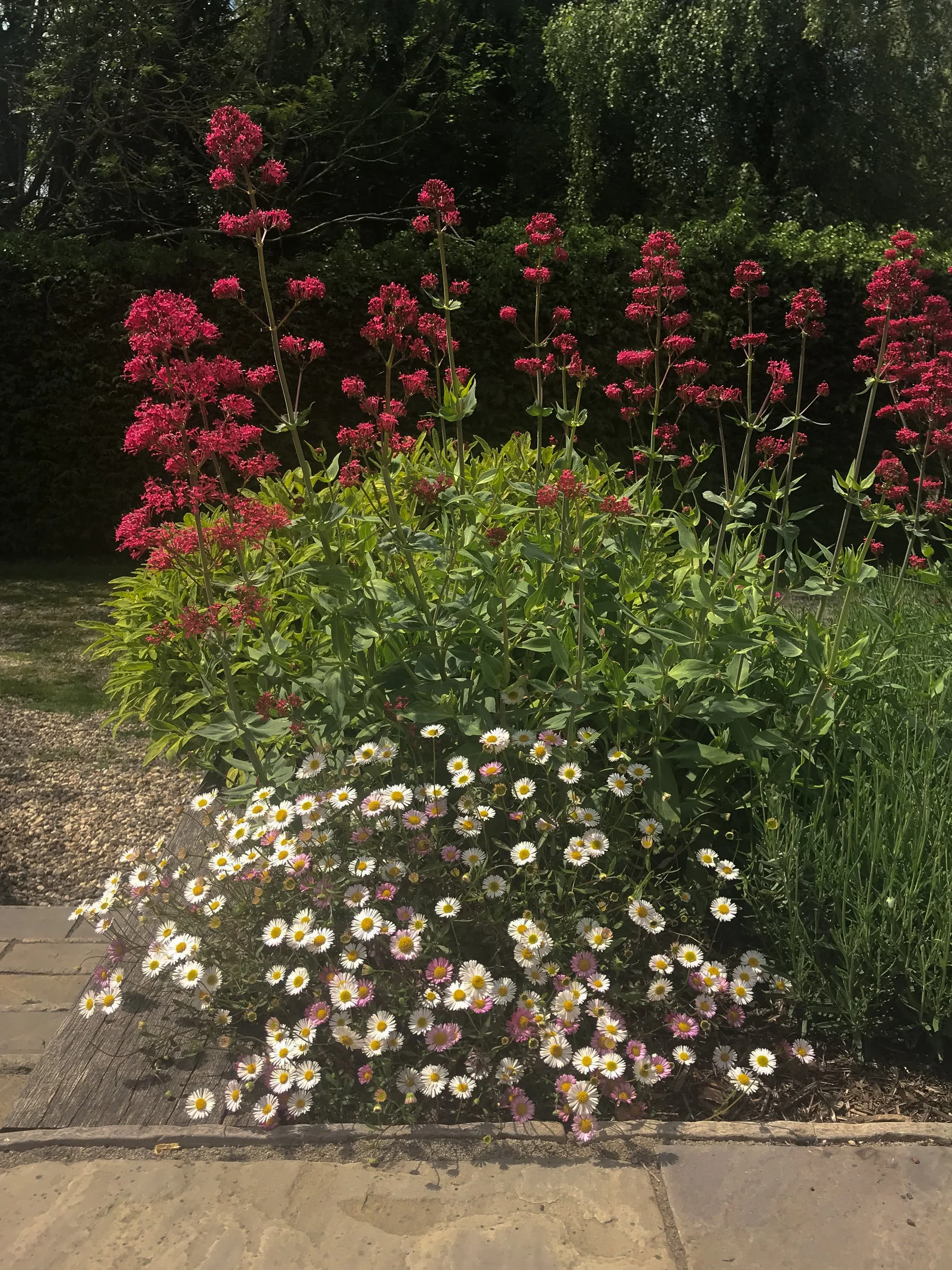 Front Garden | Hardwick, Cambridge — SUPERNATURE GARDEN