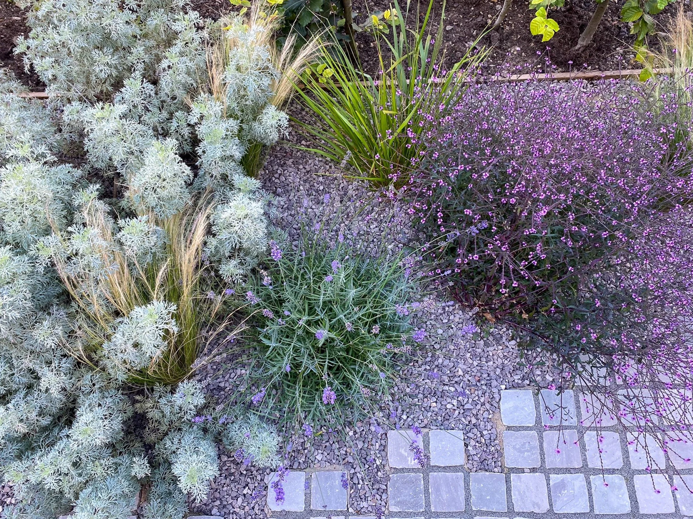 Contemporary Front Garden | Histon, Cambridge — SUPERNATURE GARDEN