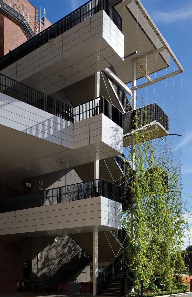 Project Highlight: Adelaide Oval Climbing Vines | Design Ideas for the ...