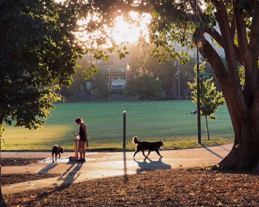 Dog Park Design Ideas