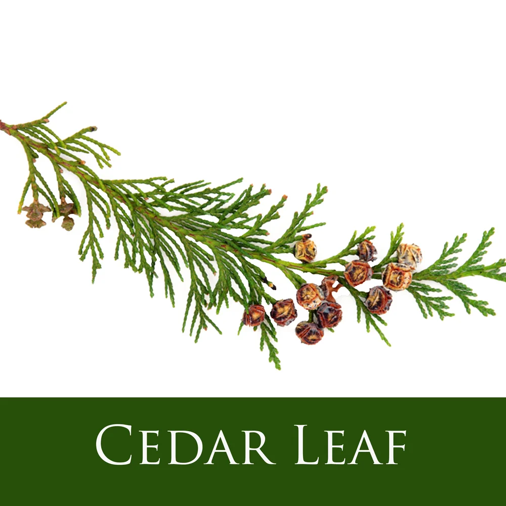 Western Red Cedar Leaf