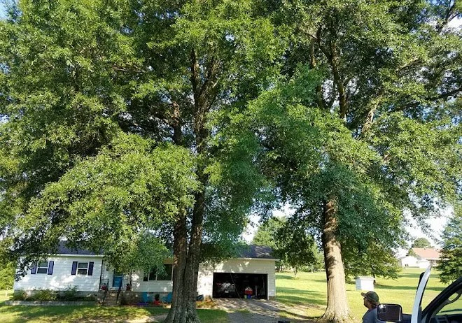 Natural State Tree Service