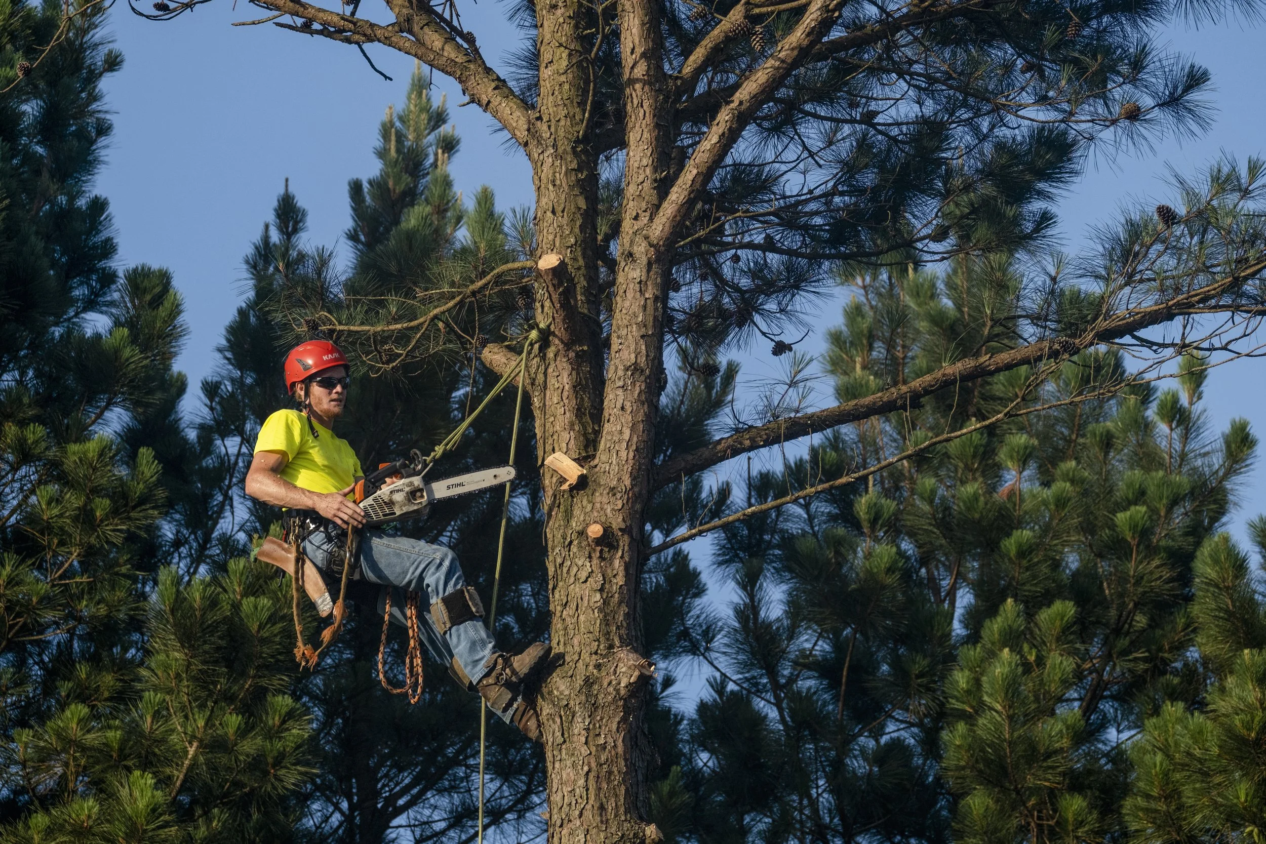Natural State Tree Service